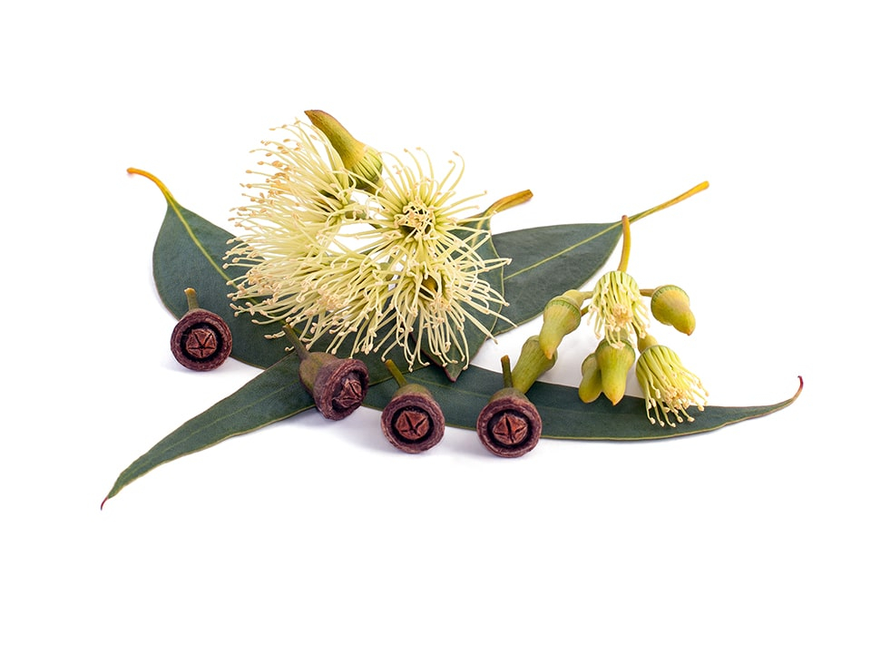 Eucalyptus Globulus Æterisk Olie ØKO | Topnote