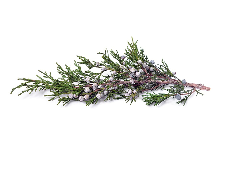 Cedertræ Virginia Æterisk Olie ØKO | Rød Ceder | Bundnote